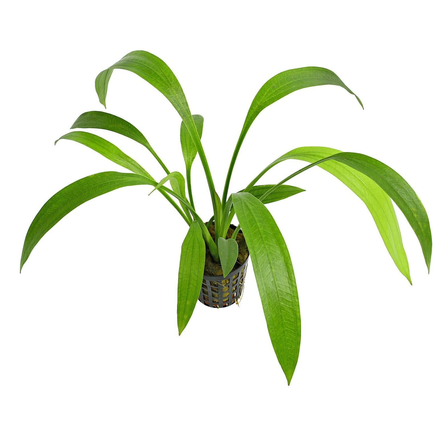 Low Tech Plants - V Aqua