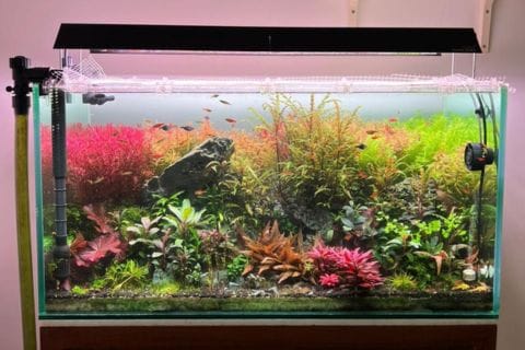 Tank Order Form Popup - V Aqua